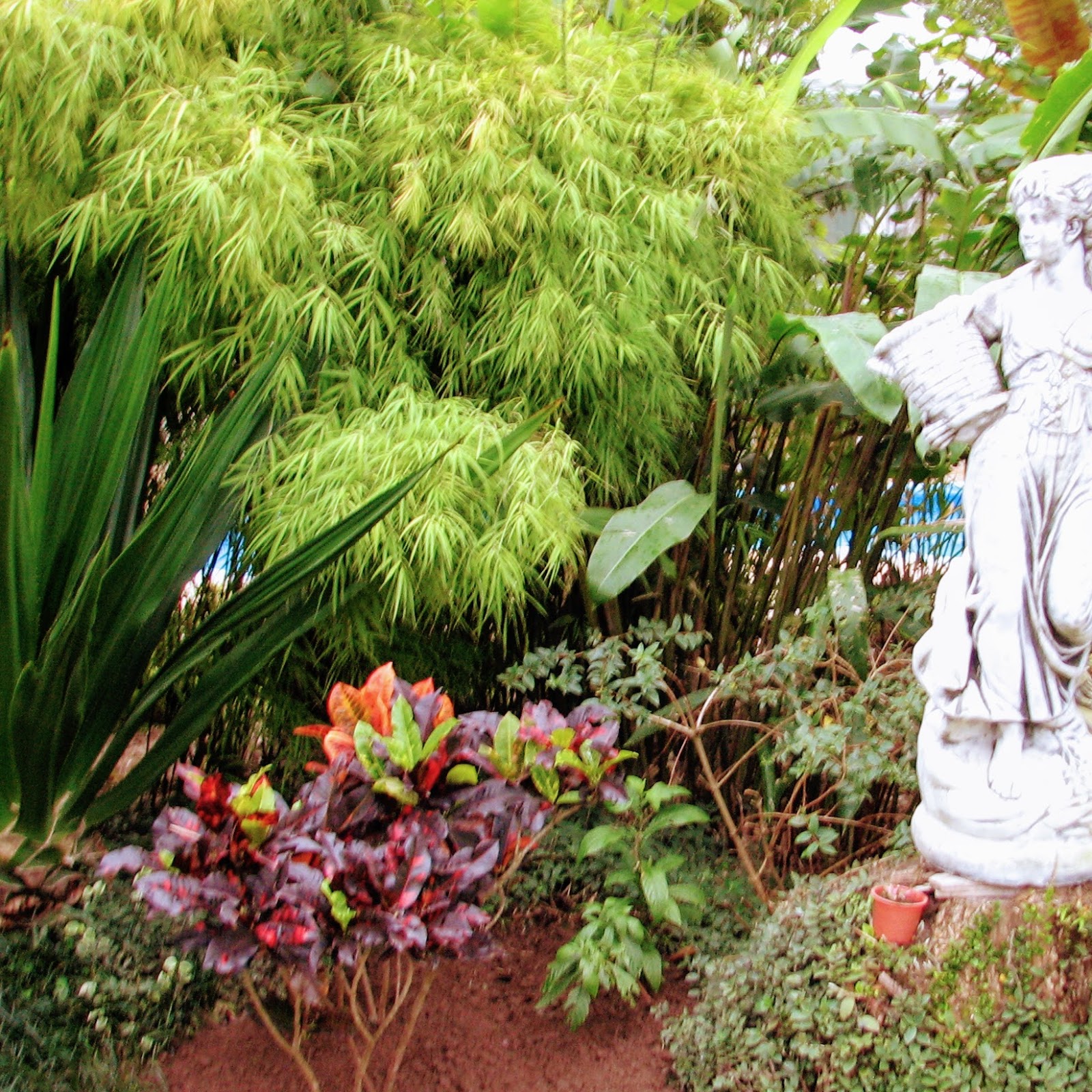 "Verdade//aspas" : 👪 Poaceae (Bambusa textilis 'gracilis')