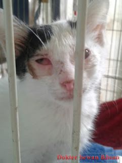 Clamidia pada Kucing