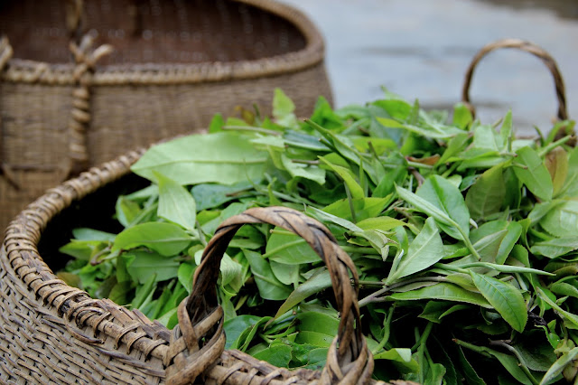 Coral Qiu Tea: Take you to know the bitter of Bulang mountai old tea tree