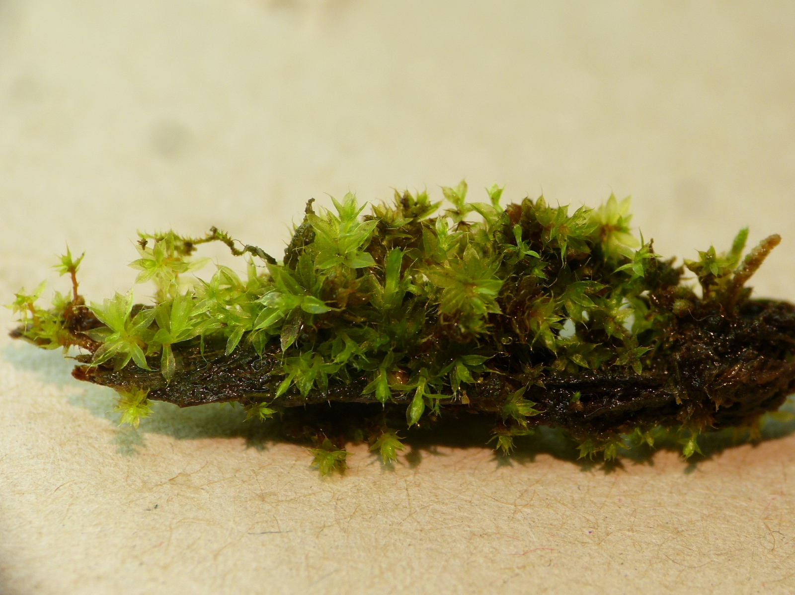 South Wales Bryophytes: A thatch moss