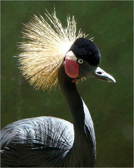 Jornal dos Bichos - Animal em Fatos, vídeos e fotos: Grou-coroado-preto ...
