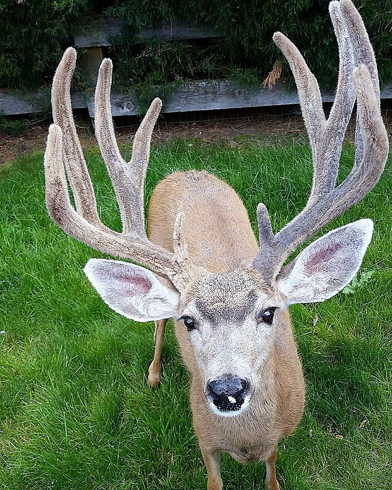 Mille Fiori Favoriti: Pink Saturday - Pink Trees
