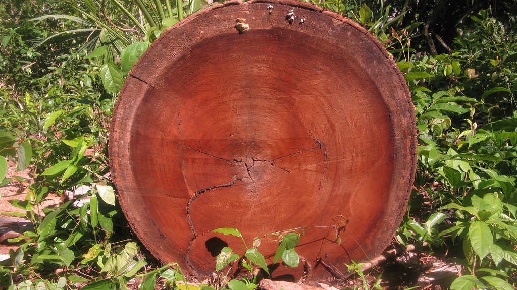 The Period Craftsmen: The Luxury of Mahogany