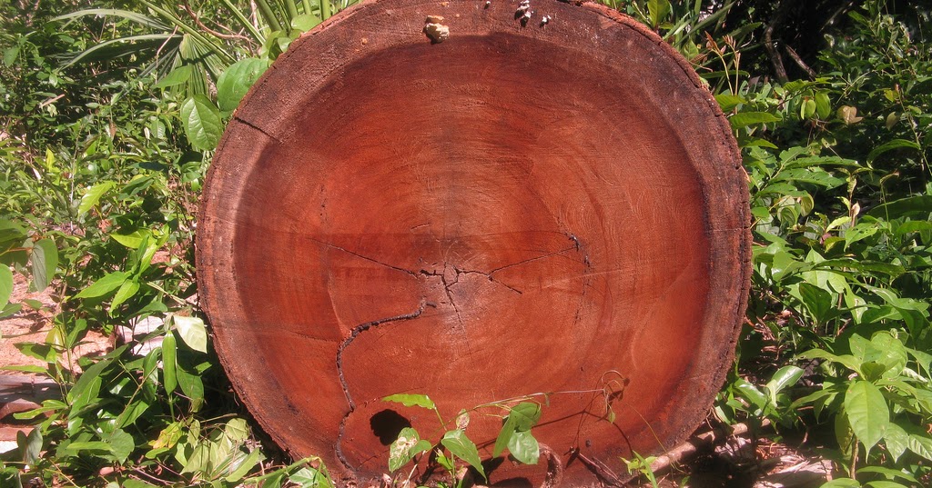 The Period Craftsmen: The Luxury of Mahogany