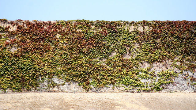 A photo, A thought............: Plant: Boston ivy through the seasons