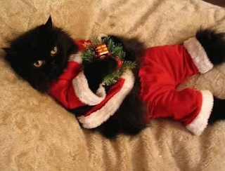 12 Cute Santa Cats That Will Make You Smile | Super Meow Meow