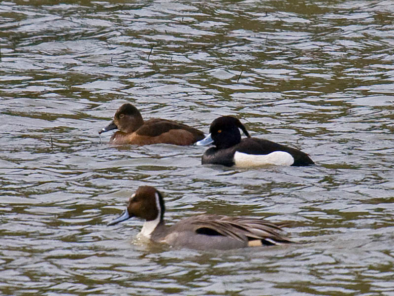 Do not change the name of Ring-necked Duck to Ring-billed Duck - Greg ...