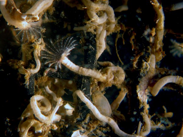 Variety of Life: Hydroides