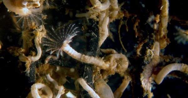 Variety of Life: Hydroides