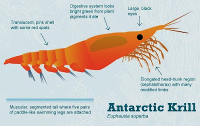 Antarctic Krill Oil