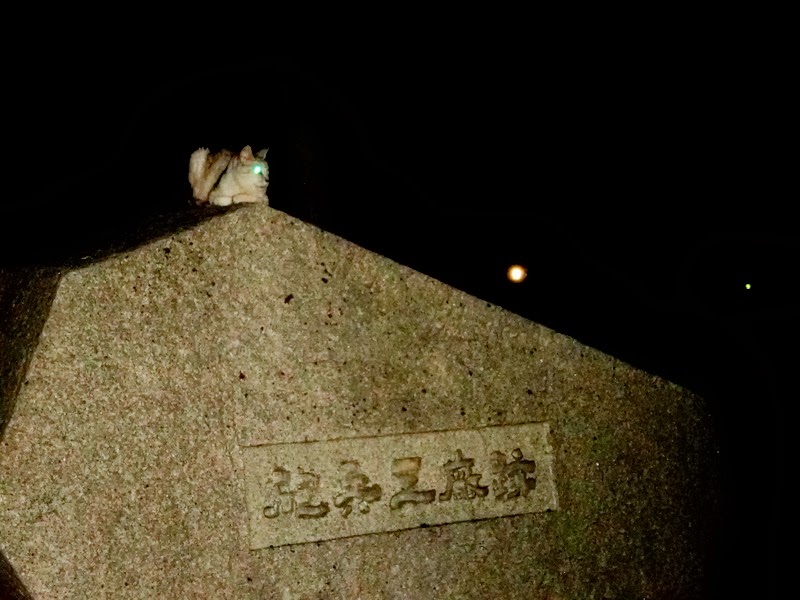 Weed: OSAKA NIGHT 3