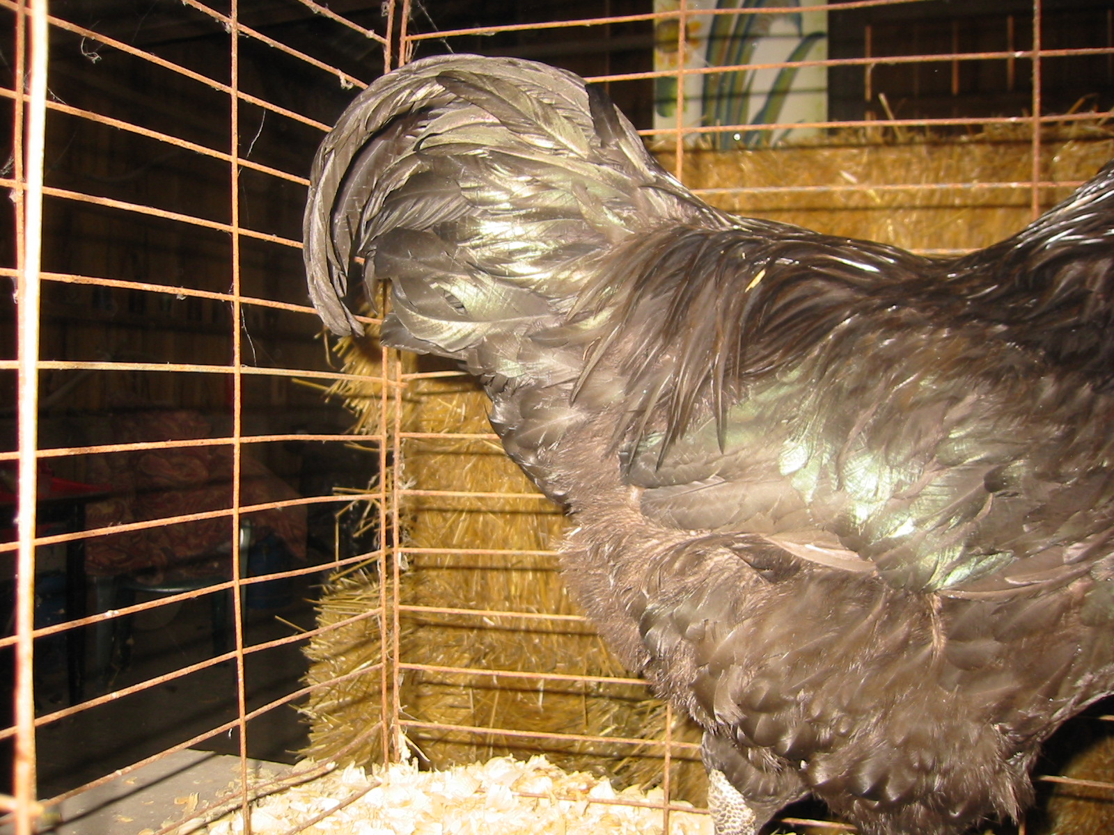 Java breeders: Black Javas