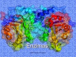 Enzimas y Metabolismo ~ Tens y Paramédicos de Chile