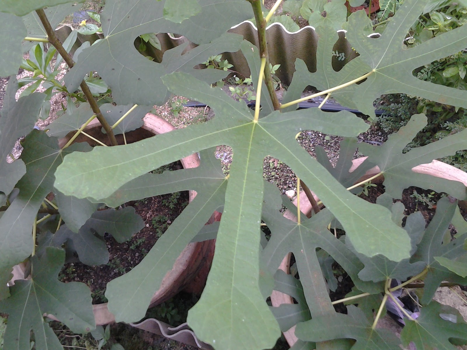 Perkembangan Pokok Fig | My Mix Garden