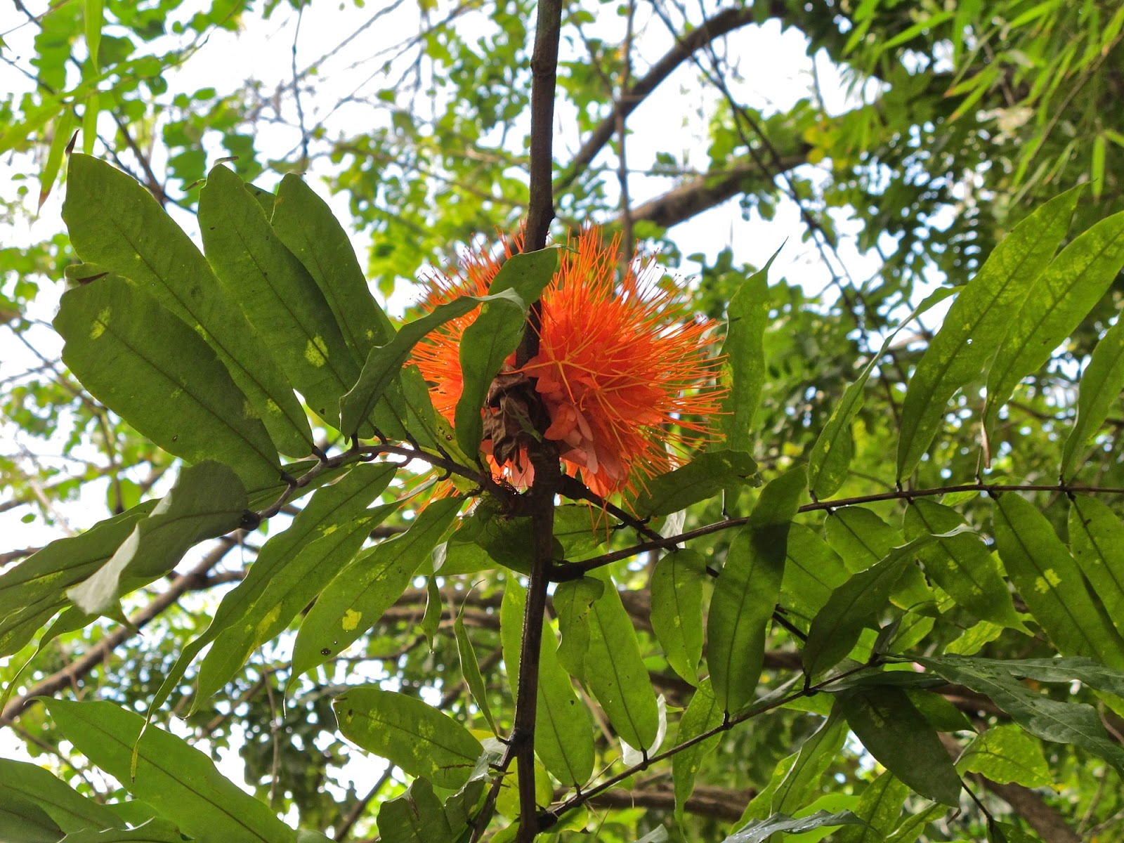 Flora de Puerto Rico Ilustrada Papo Vives: Caesalpinoideae- BROWNEA ...