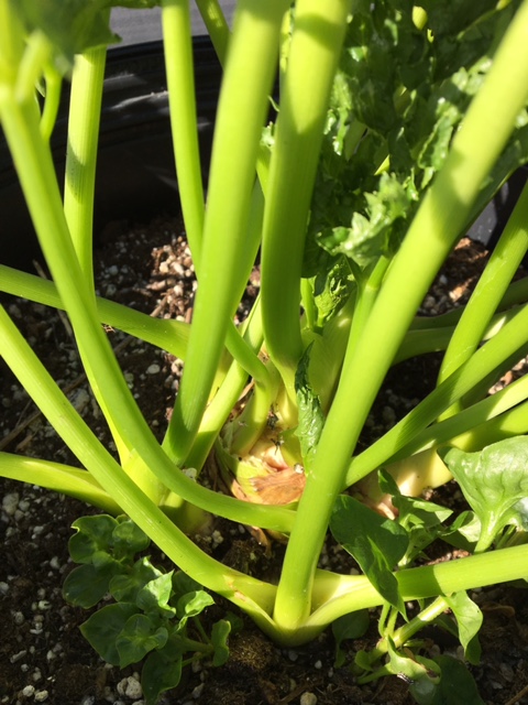 Vegetable and Fruit Gardening in SW Florida: Arracacha, Andean Carrot