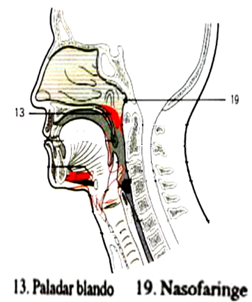 Todo para el Radiologo: NASOFARINGE