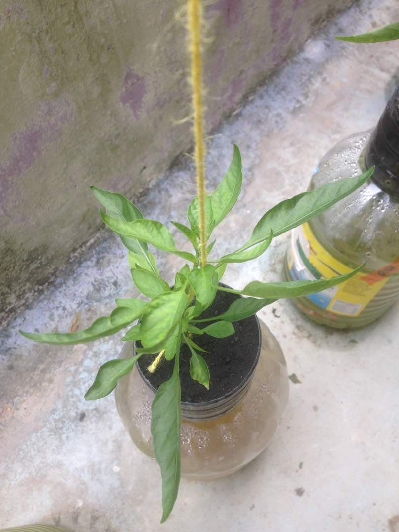 Jom Tanam Sayur ( JTS ) : Cili Api Akar dan Bara HidroponikJom Tanam ...