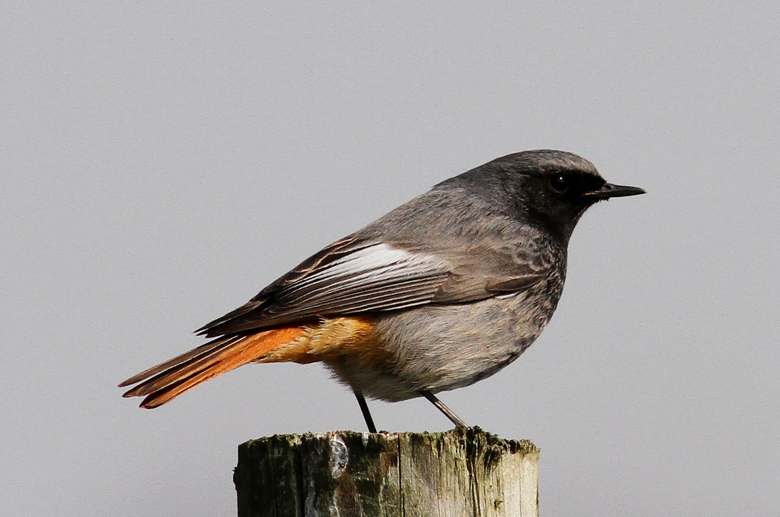 Brian's birding blog: 2013 REVIEW