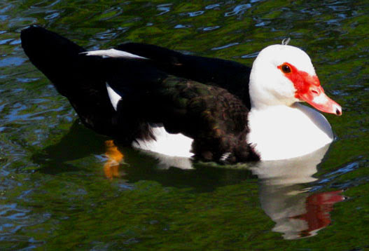 Sana pets: Fancy Duck
