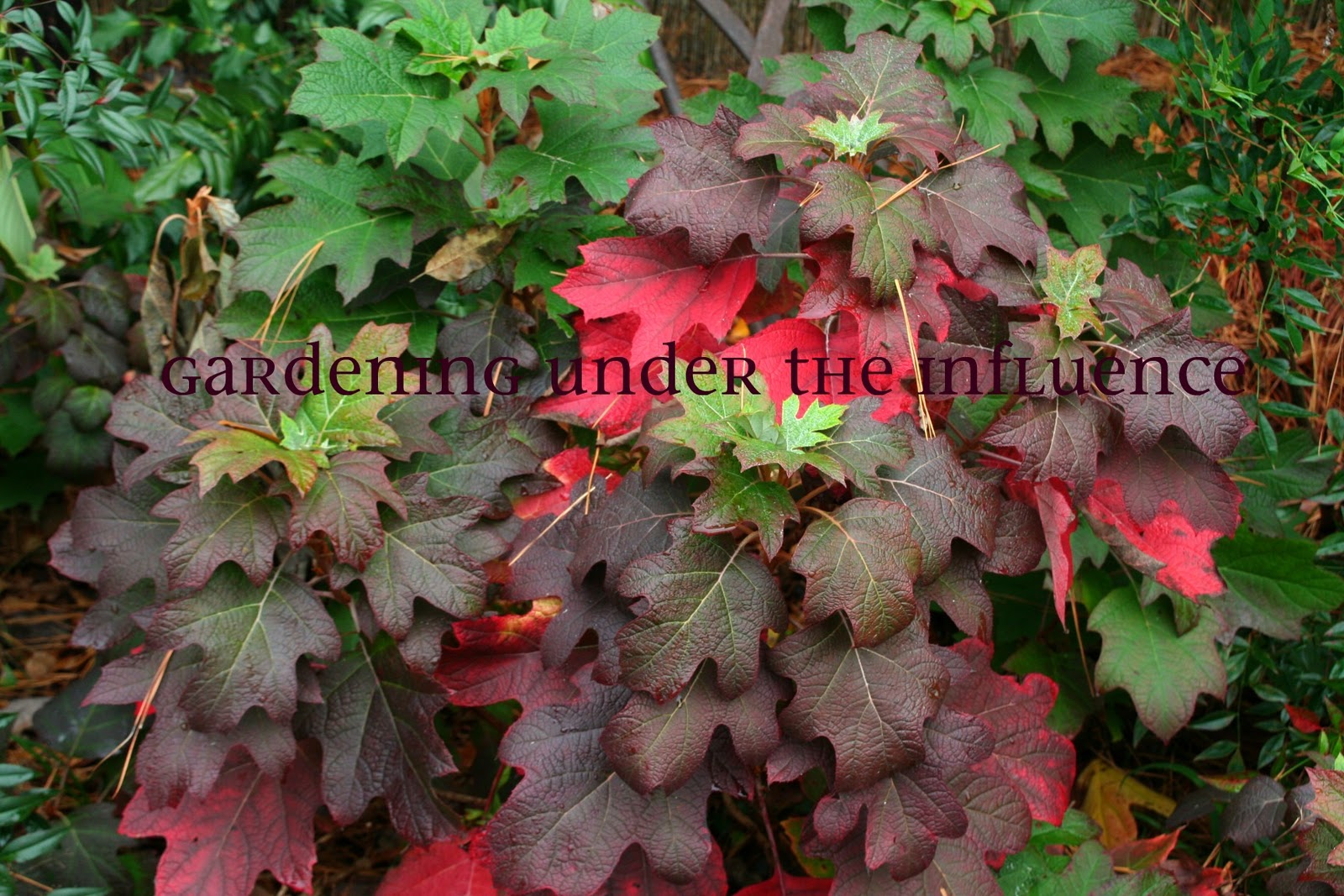 Gardening Under The Influence: The Amazingly Beautiful Oakleaf Hydrangea