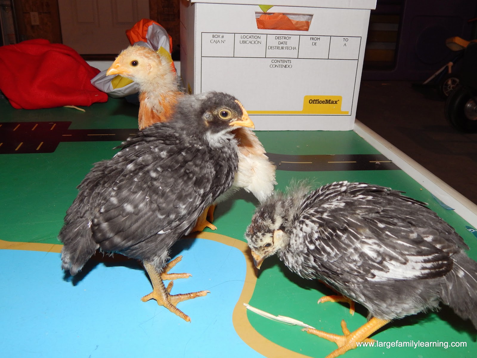 Large Family Learning : Raising Baby Chicks: 3 Weeks Old