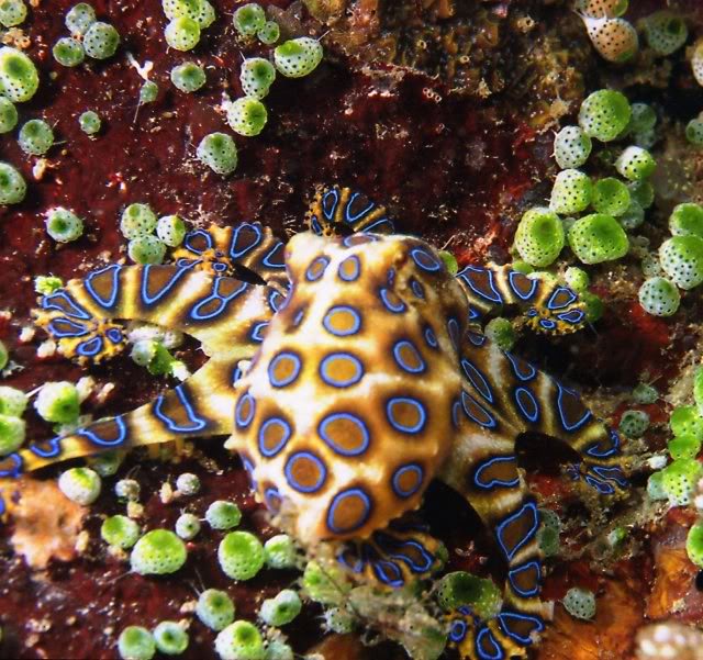 Animal Picture: OCTOPUS