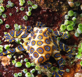 Animal Picture: OCTOPUS