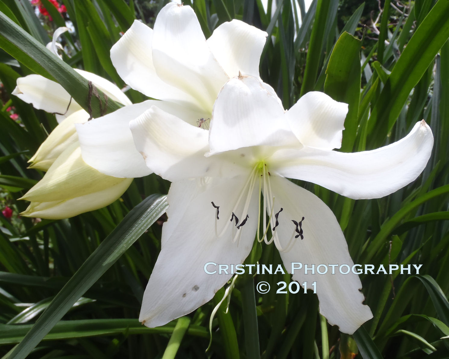 Flowers of Panama: Rare, common and exotic flowers from Central America