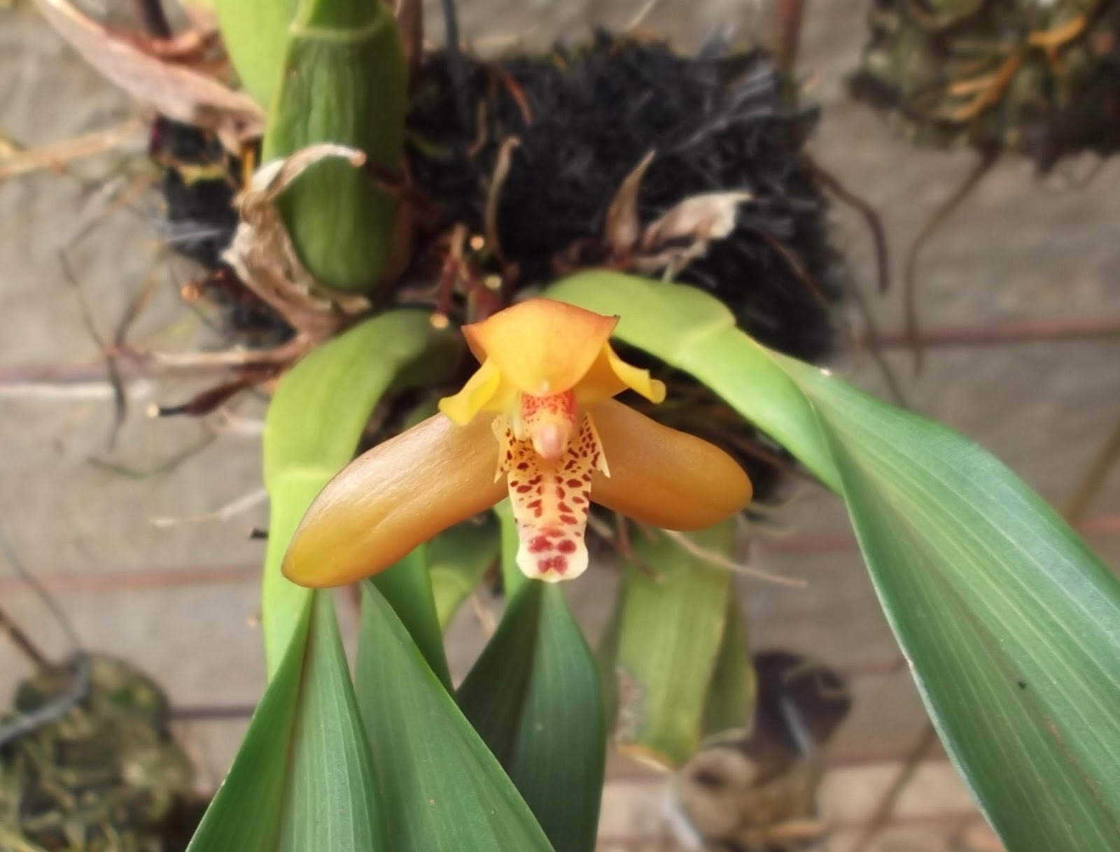 GALLERANI ORQUÍDEAS: Maxillaria rufescens