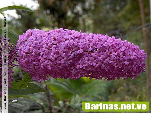 conoce las mejores flores en venezuela