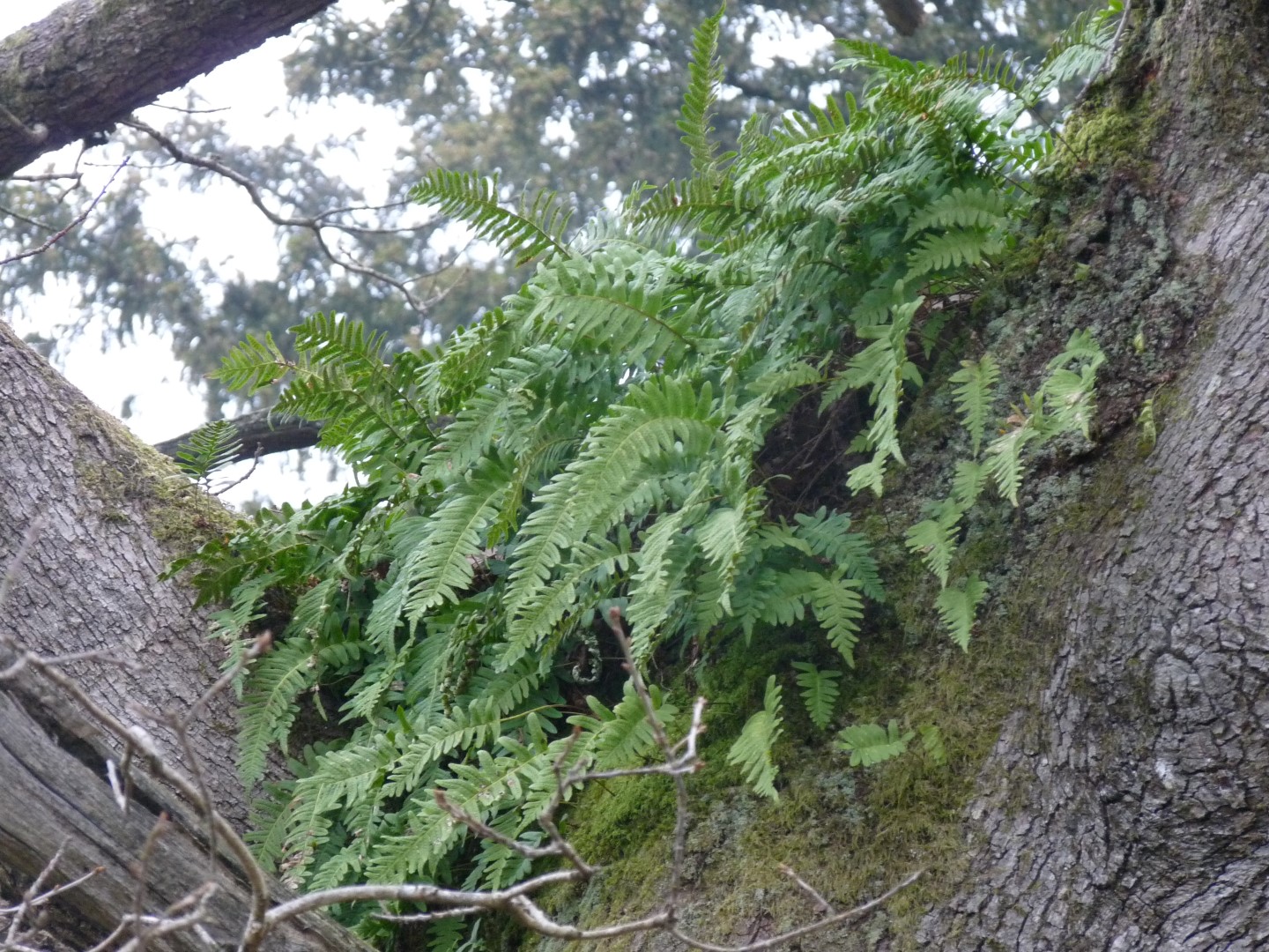 Hutton Roof's Special Ferns and More: Polypodium vulgare (Common Polypody)