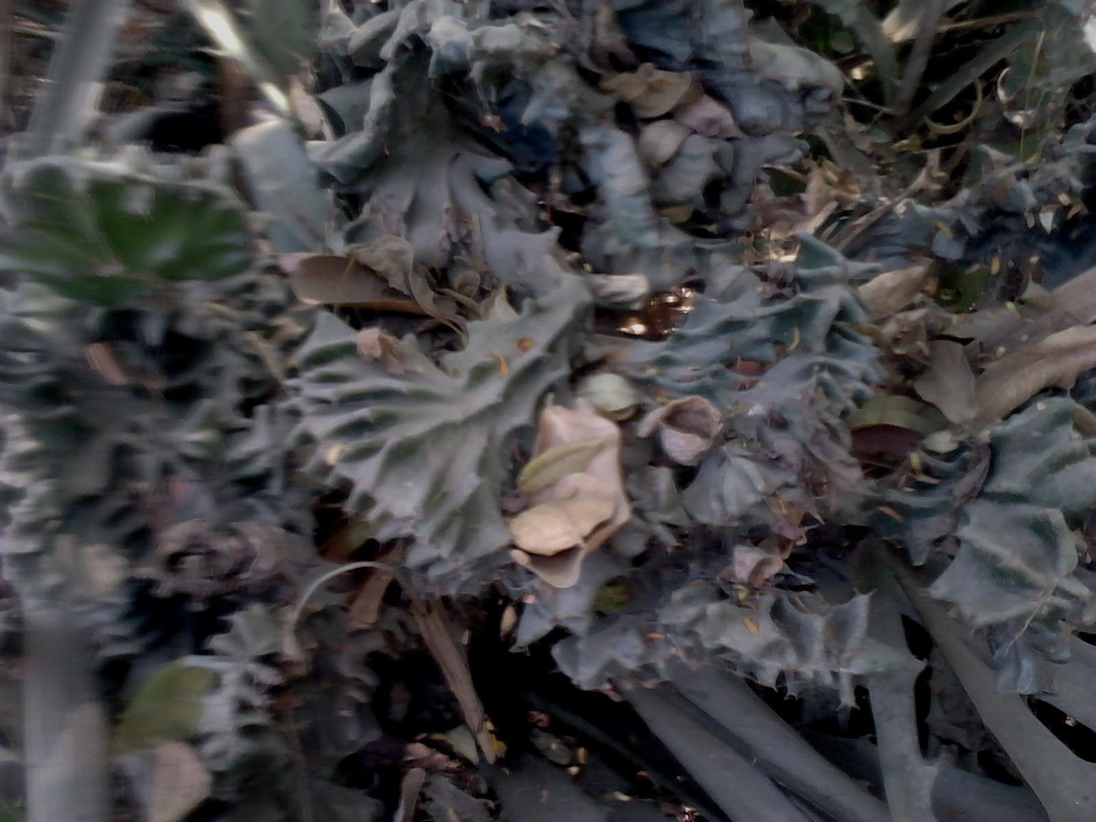 Garden Care Simplified: Fan Shaped Cactus growing in Wild