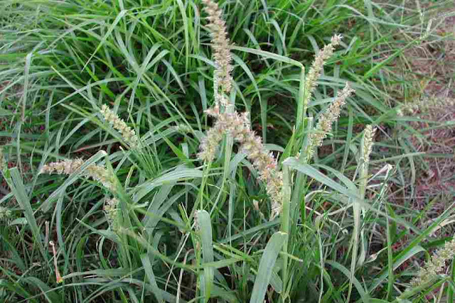 CAILLO ,CADILLO O ABROJO