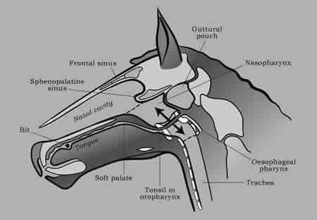 Diseases of the head and neck of animals - veterinary online