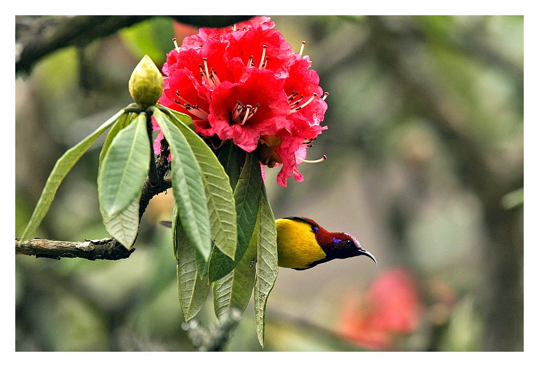 Great Himalayan National Park: Great Himalayan National Park with BNHS