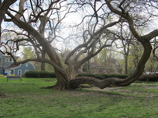 Carol McAdams Moore - Blog: Tree Branches. . . R U One?