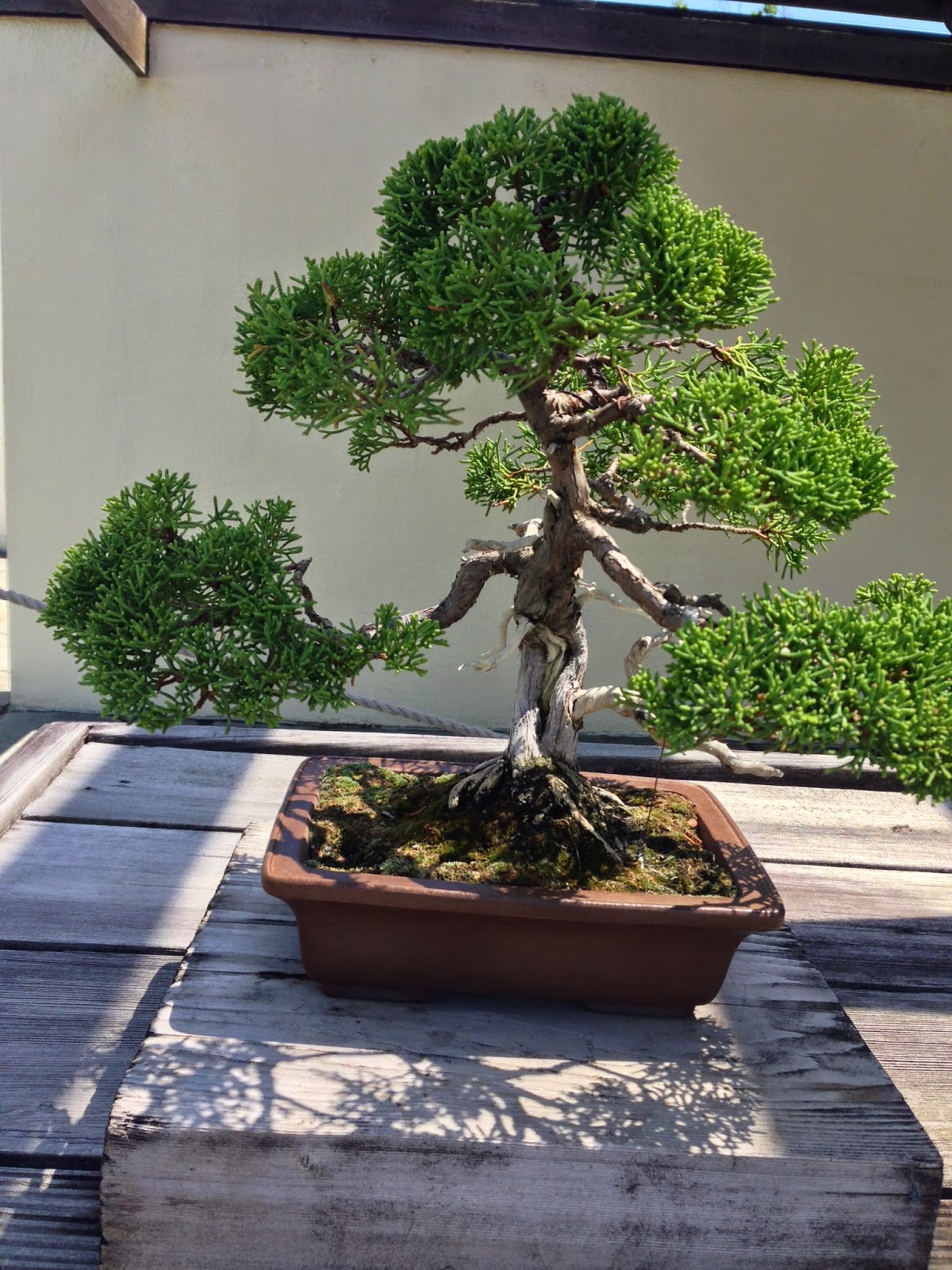 Zoom Times: Gigantic Tiny Trees