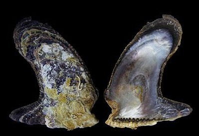 Mollusca (Oyster)