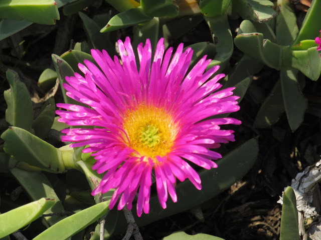 A blog about Cape Town: West Coast National Park Wildflowers