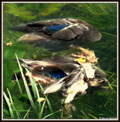 A Gurn from Nurn: June 2012