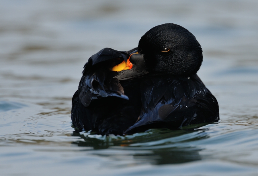 Steve Rogers birding: Drake Common Scoter on Swanpool, Falmouth