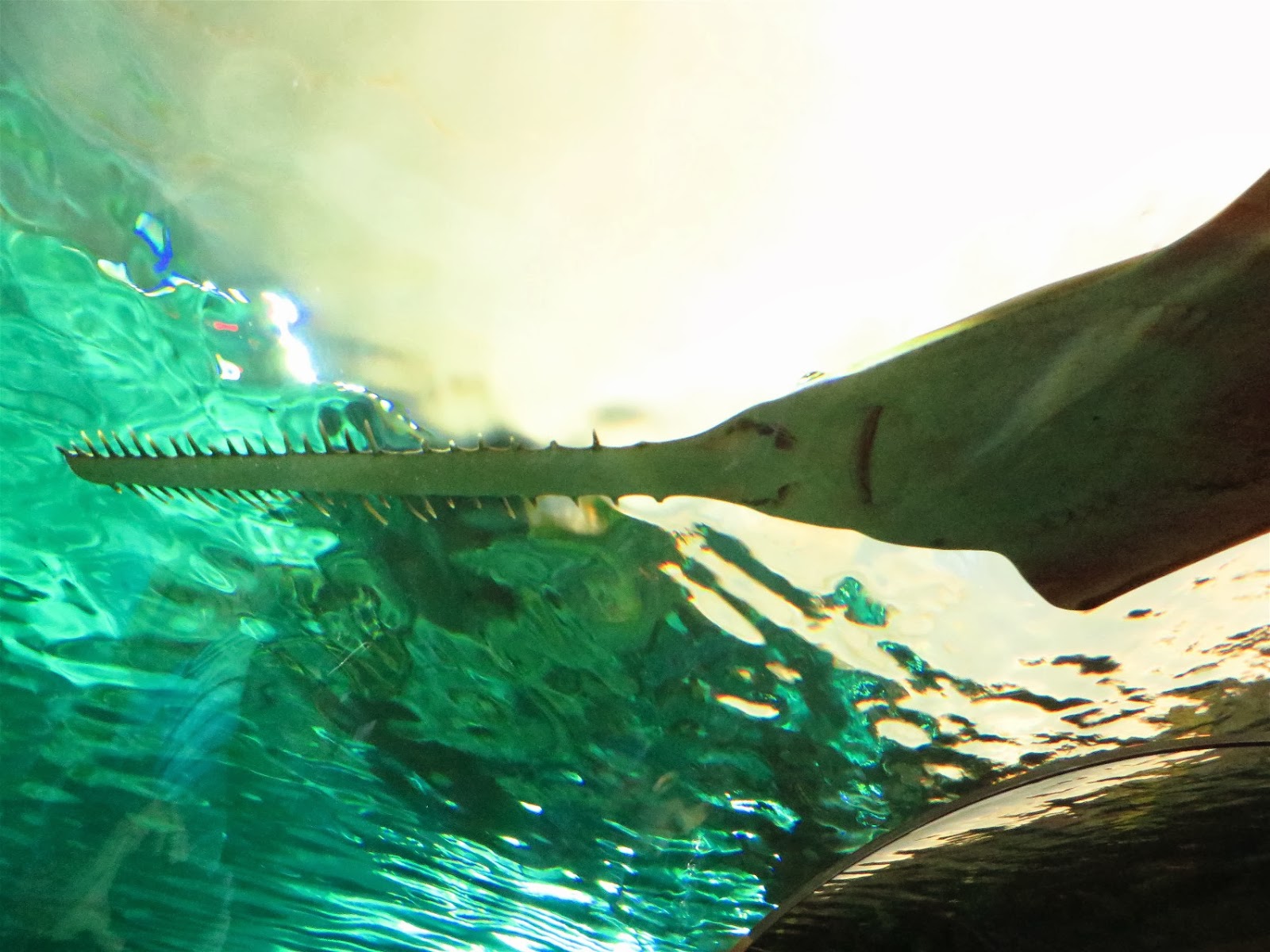 The World of Gord: Sharks at Ripleys Aquarium of Canada