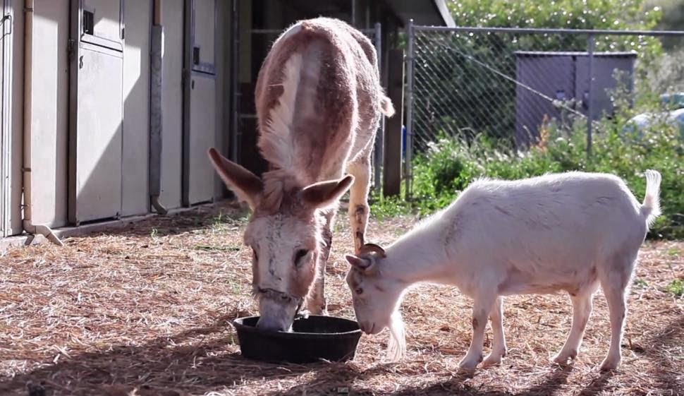 White Wolf : Depressed goat is reunited with his best friend, a donkey