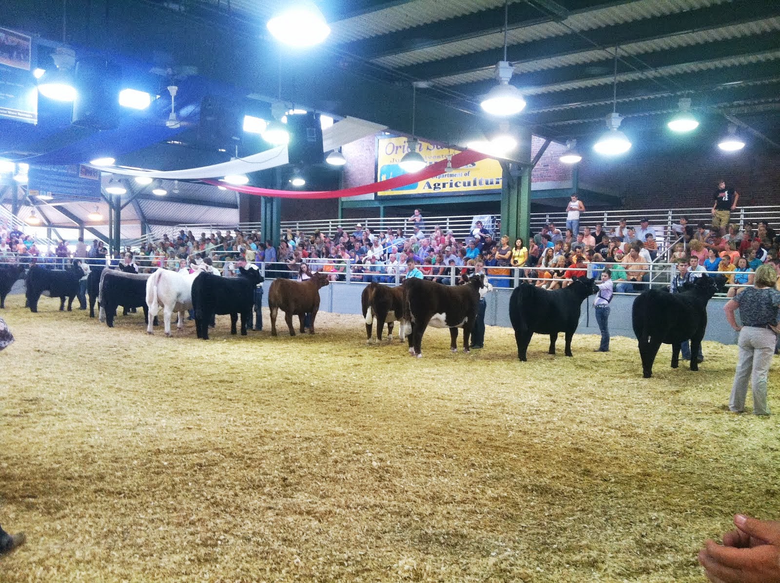 DIAMOND G CATTLE CO.: Illinois State Fair - Heifer Show Grand Drive