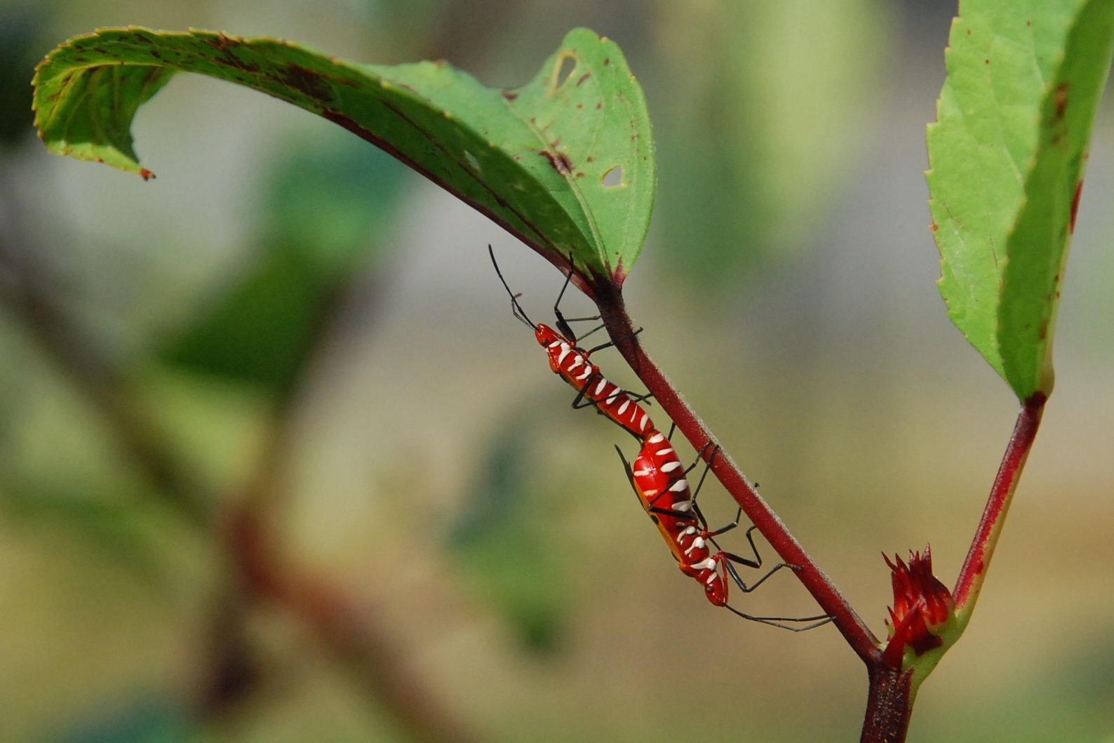 My little vegetable garden: Red bugs, an affair over Roselle