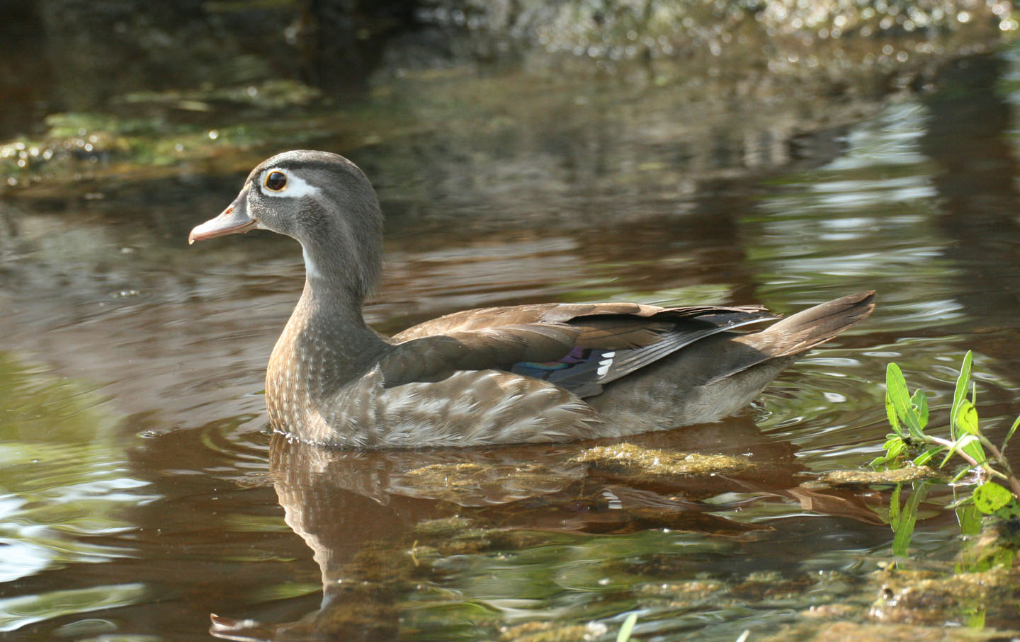 Art of the Day: Duck, Duck, Baby Duck