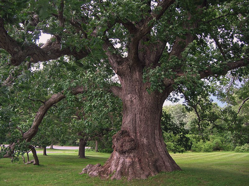 Sacred Trees Of The Cherokee