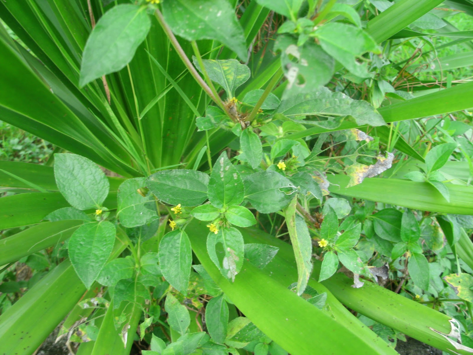 explore SCIENCE, TECHNOLOGY & SOCIETY: November 2011