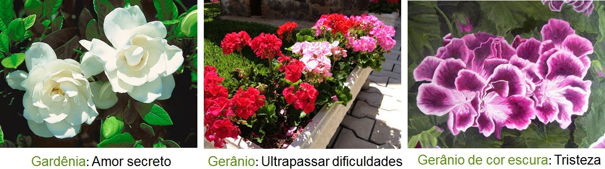 Confira aqui os significados das Flores com a letra "G" ~ GARÇONS E CIA ...